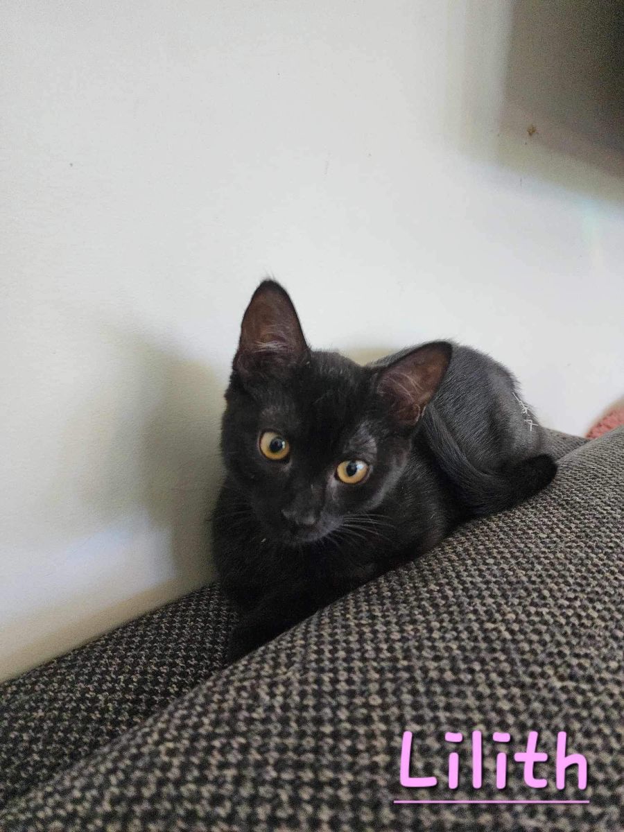 Lilith - Female Domestic Short Hair Cat in VIC - PetRescue