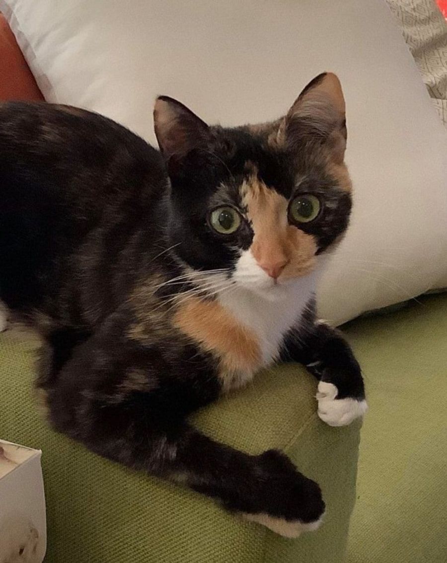 Choccy - Female Domestic Short Hair Cat in NSW - PetRescue