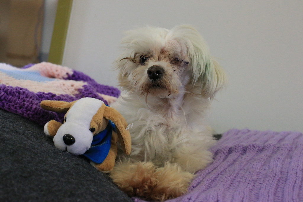 Frank - Small Male Maltese Mix Dog in VIC - PetRescue