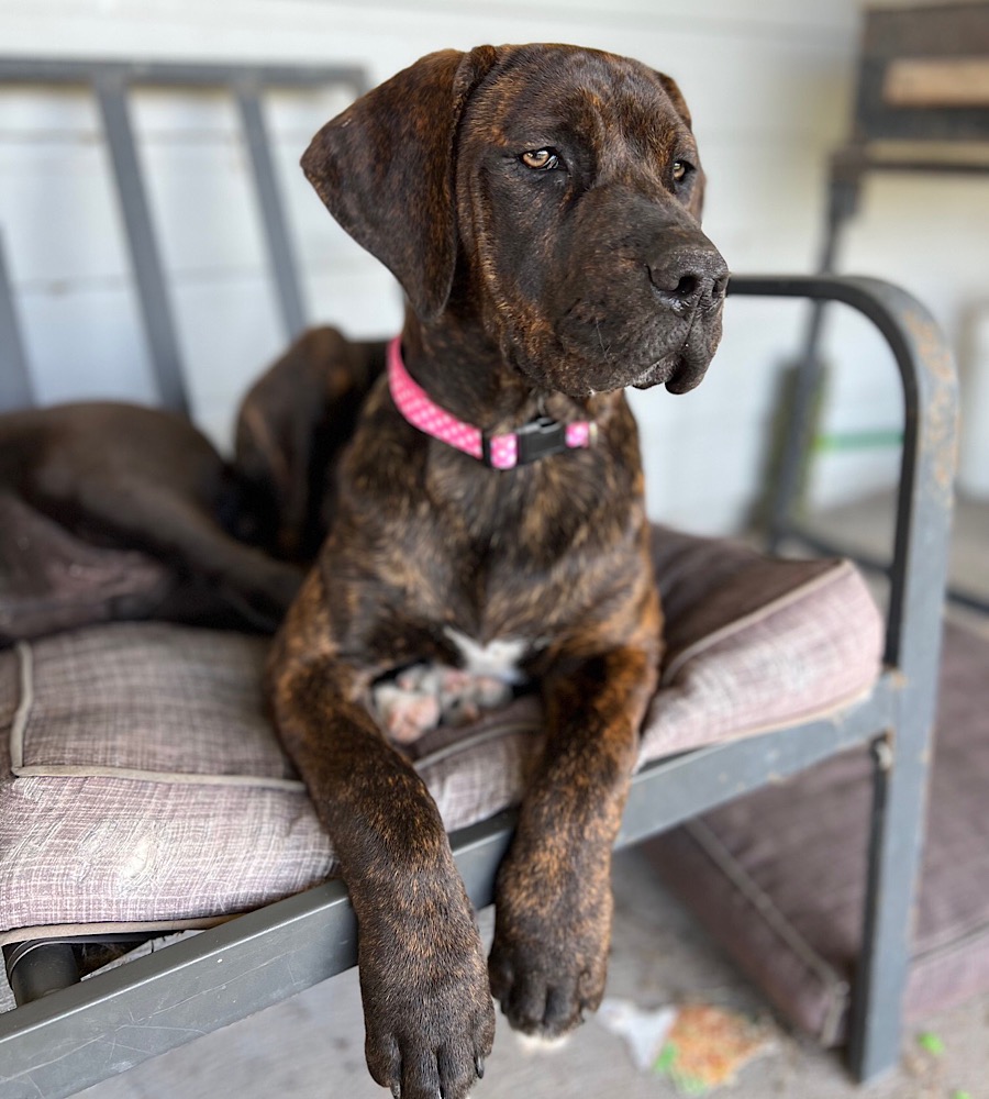 Artemis - Medium Female Rhodesian Ridgeback x Mixed Breed Mix Dog in WA ...