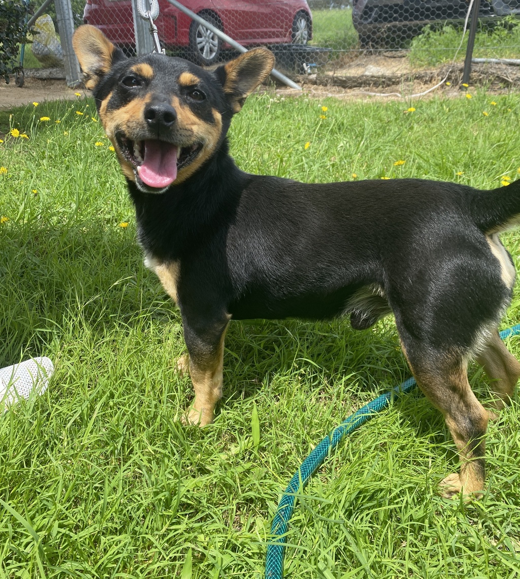 Spike - Small Male Kelpie x Mini Foxie Mix Dog in NSW - PetRescue