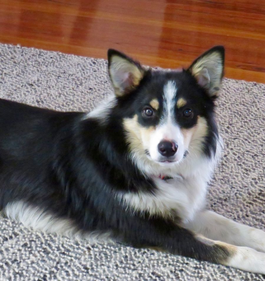 Paddy - Medium Male Border Collie x Kelpie Mix Dog in VIC - PetRescue