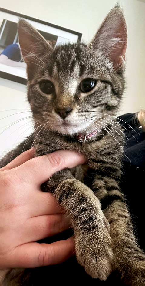 Louisa - Female Domestic Short Hair Cat in QLD - PetRescue