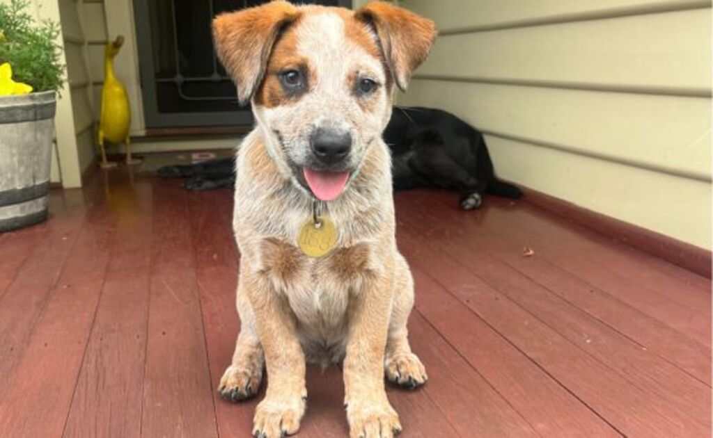 Bingo - Medium Male Heeler Mix Dog in VIC - PetRescue