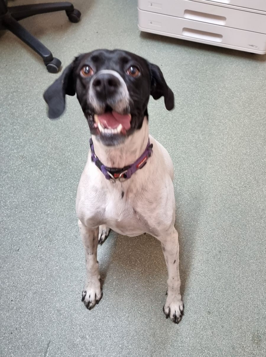 Sally - Large Female Pointer Dog in VIC - PetRescue