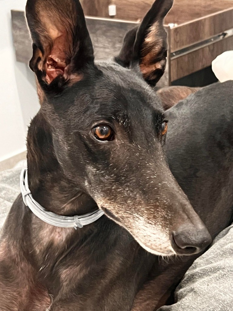 Moon - Medium Male Greyhound Dog in NT - PetRescue
