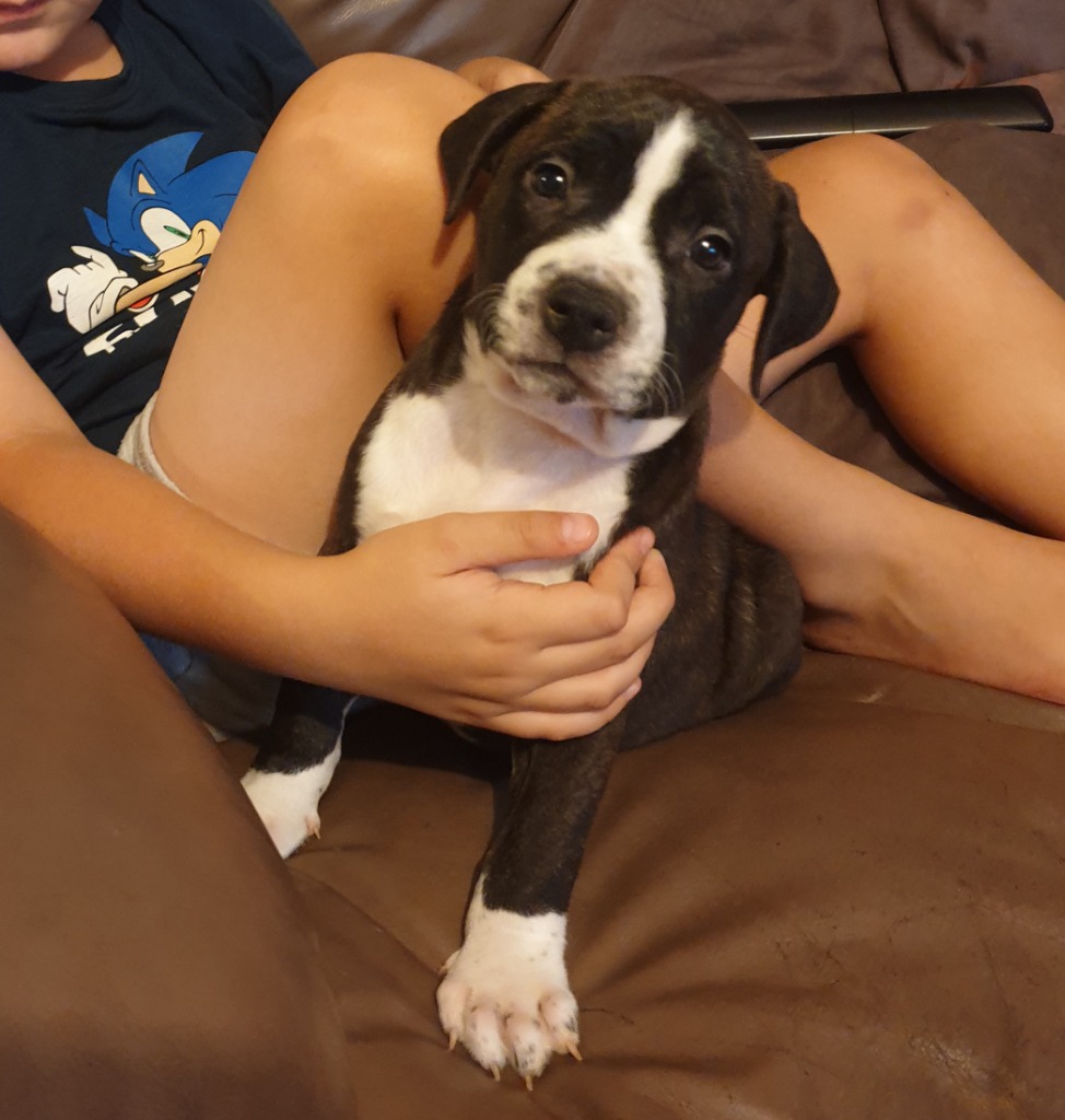 Issa - Medium Female Mixed Breed Dog in WA - PetRescue