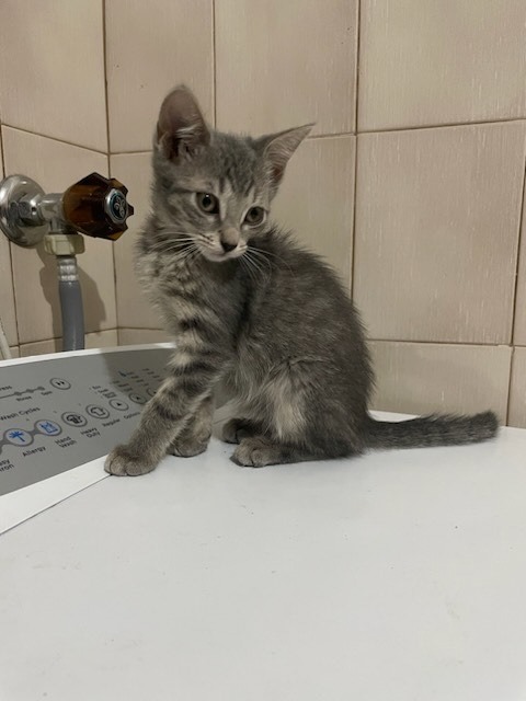 Jinx - Female Domestic Short Hair Cat in VIC - PetRescue