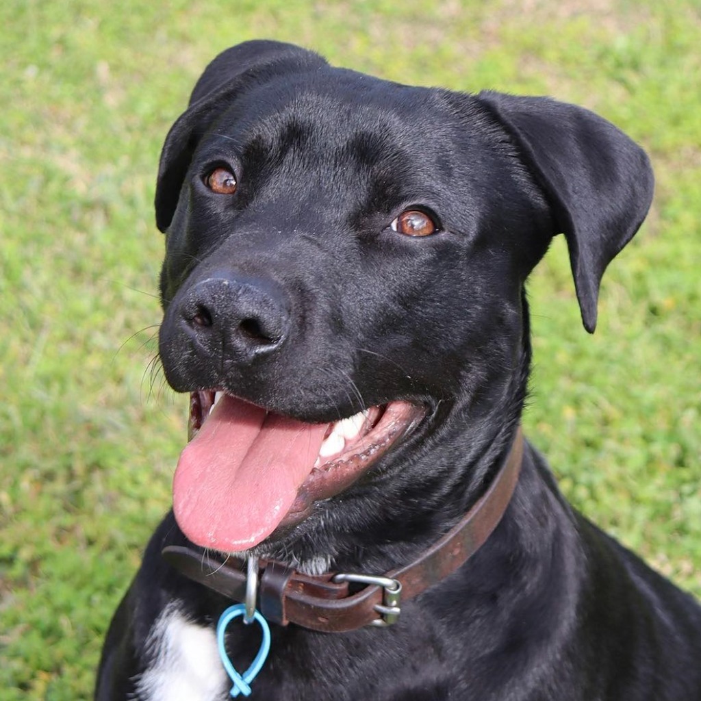 Leo - Medium Male Labrador x Rottweiler Mix Dog in WA - PetRescue