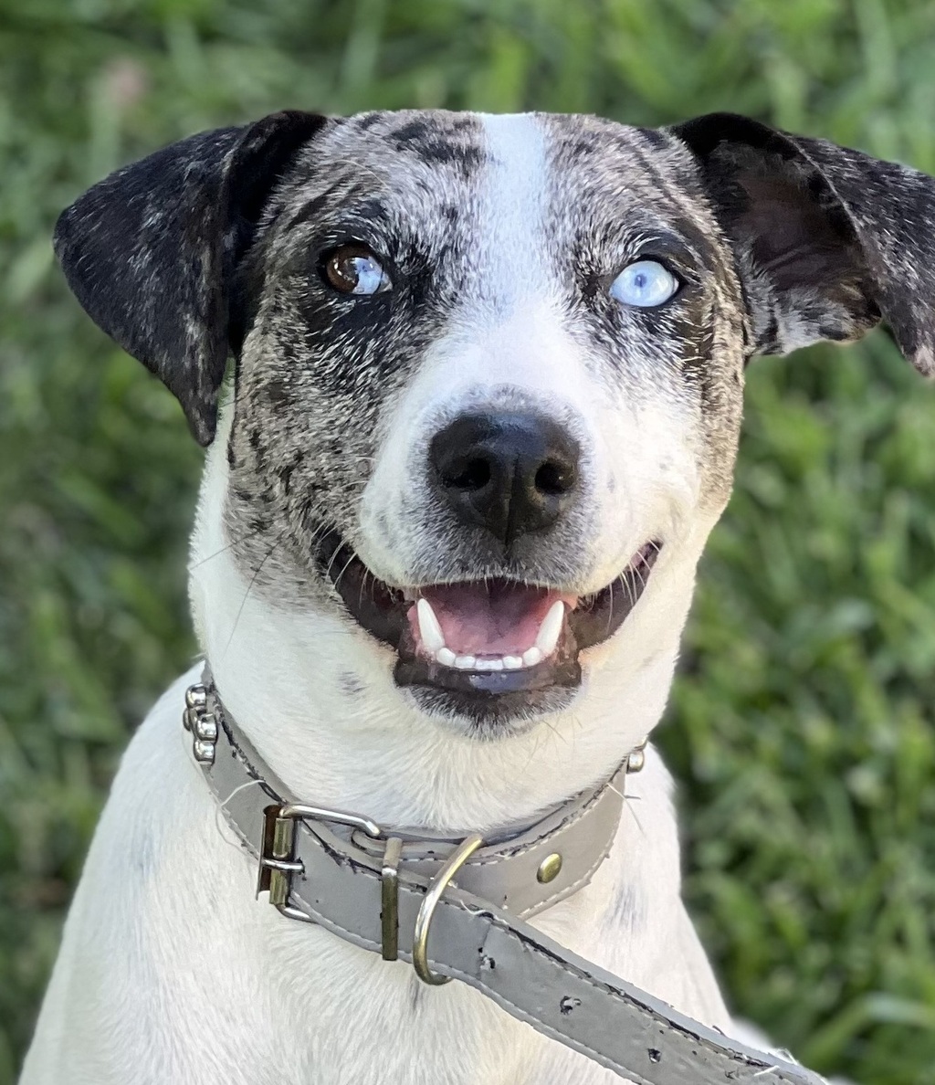Blossom - Medium Female Australian Koolie Mix Dog in QLD - PetRescue