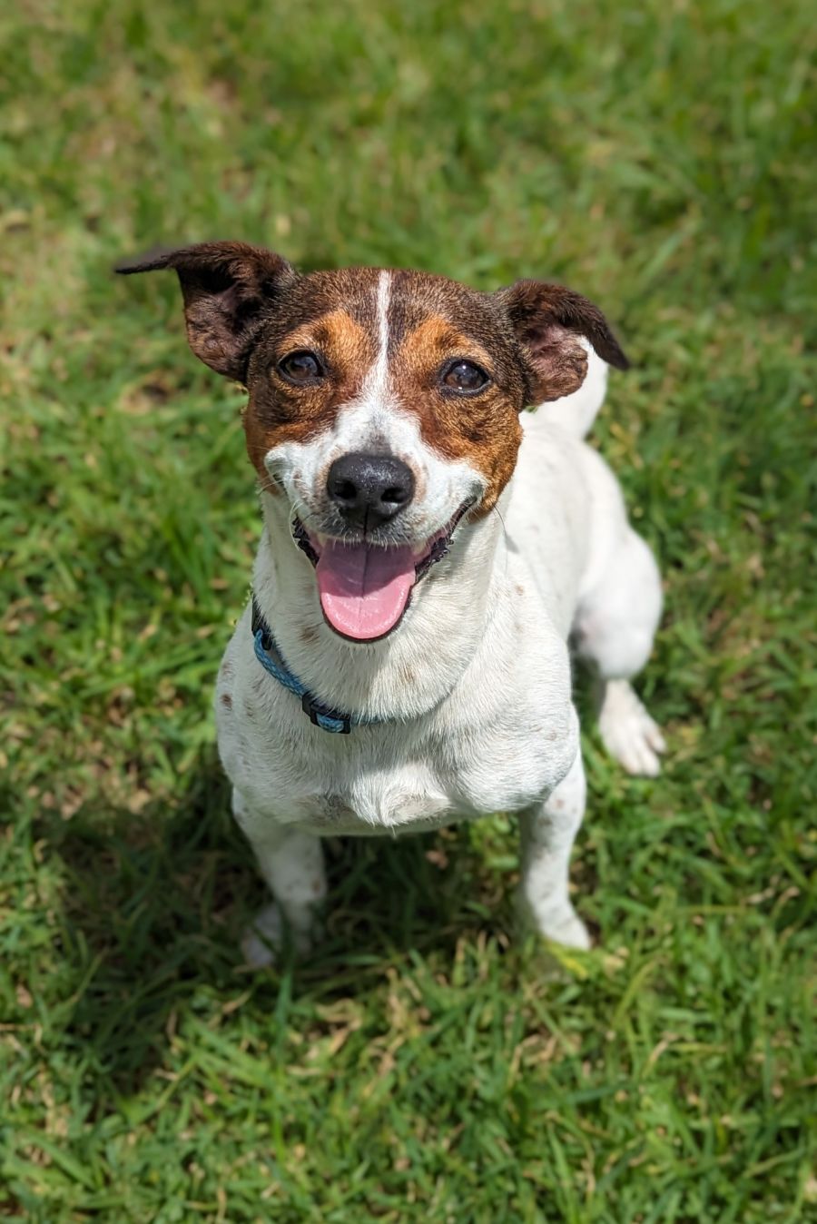 Holly - Small Male Jack Russell Terrier x Fox Terrier Mix Dog in VIC ...