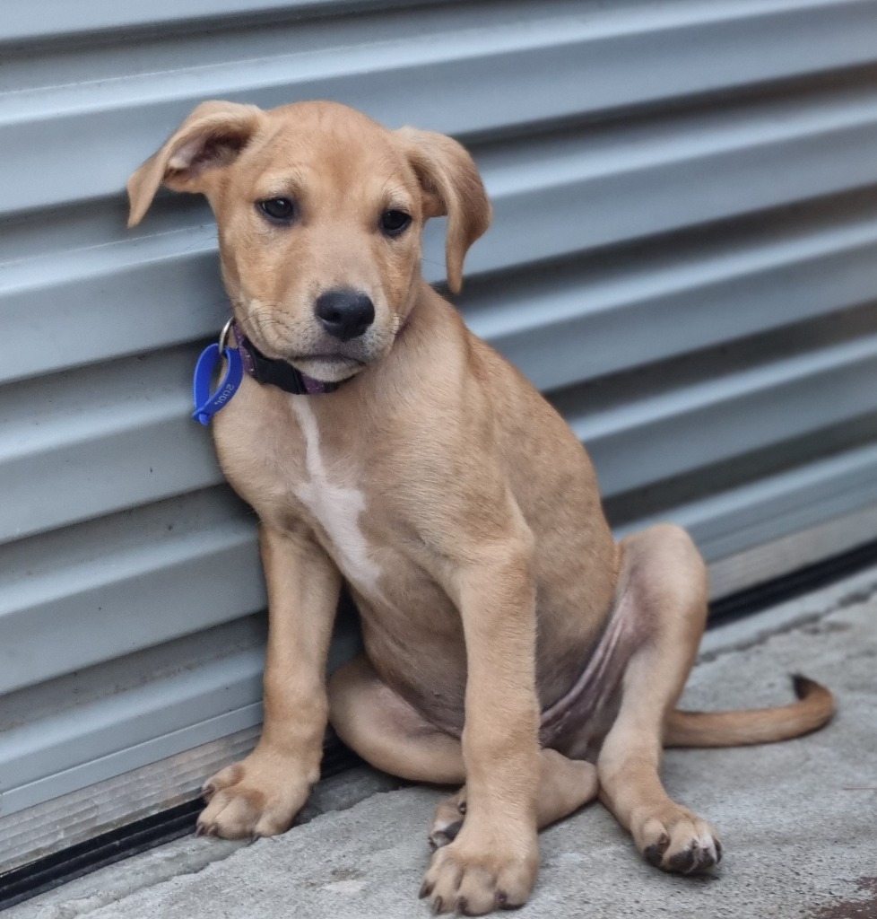 Bagel - Medium Male Rhodesian Ridgeback x Staffordshire Bull Terrier ...