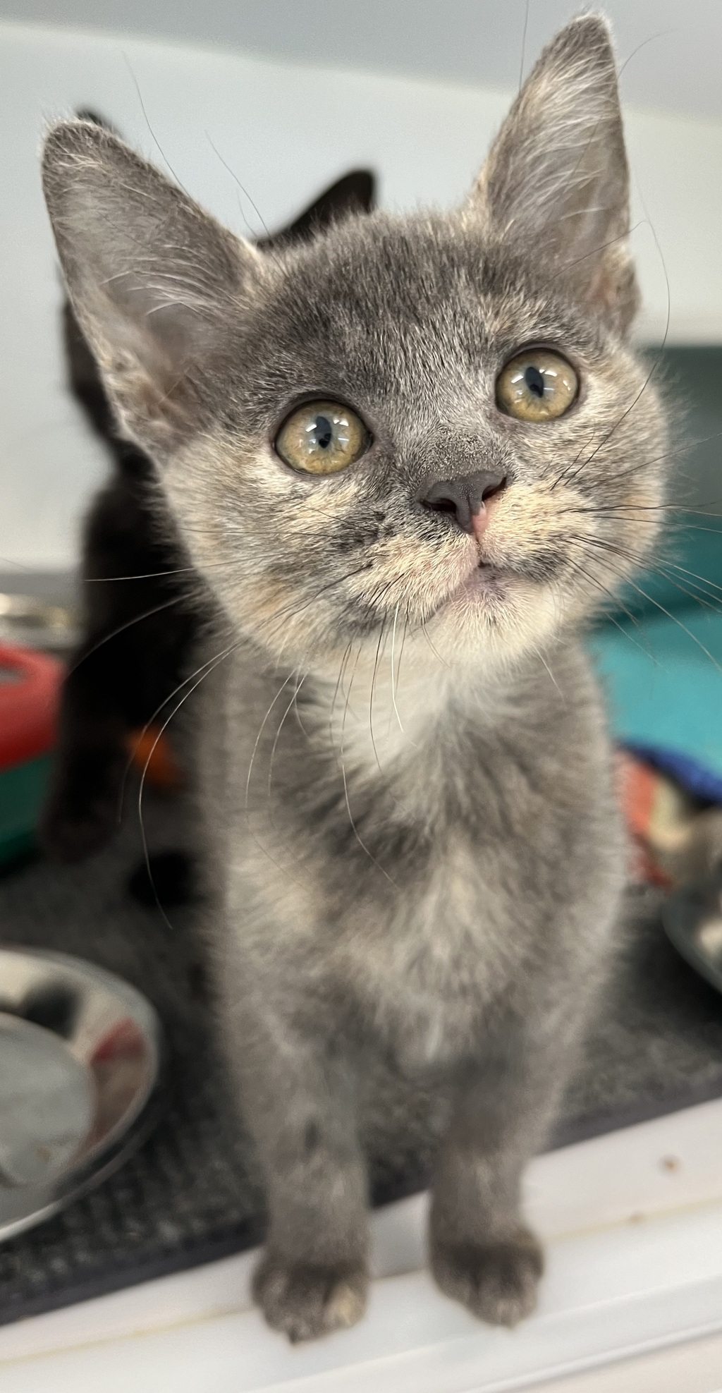 Stormi - Female Domestic Short Hair Cat in VIC - PetRescue