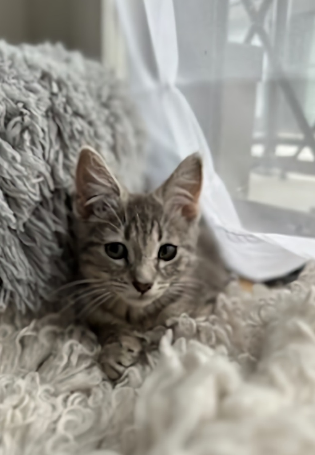 Poppy - Female Domestic Short Hair Mix Cat in NSW - PetRescue