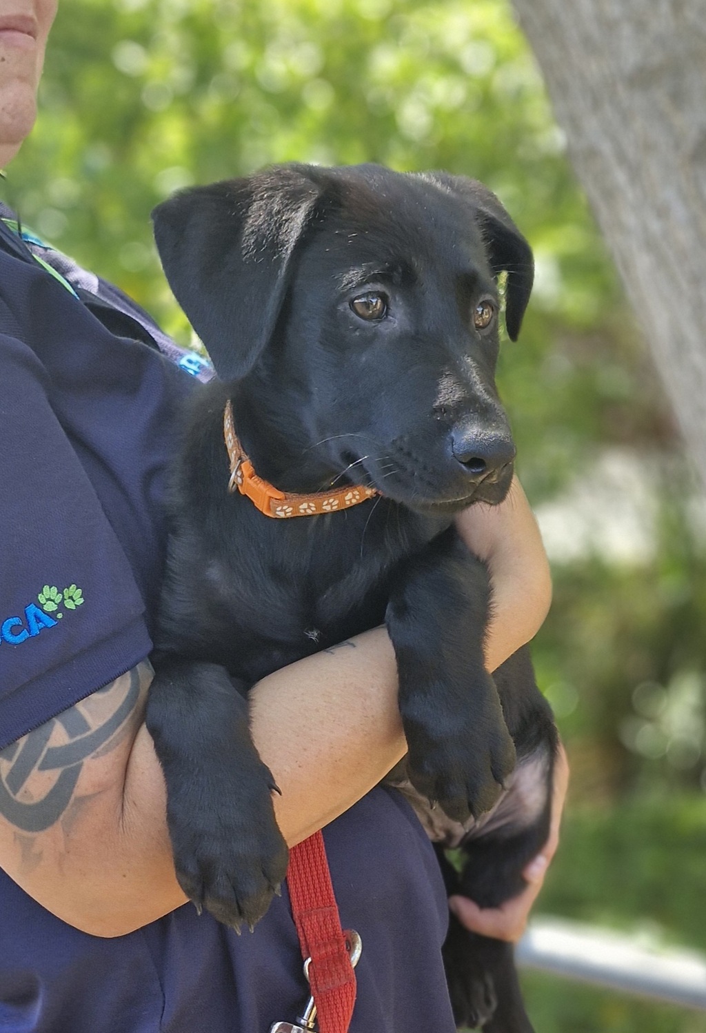 Koda - Large Female Labrador Mix Dog in ACT - PetRescue