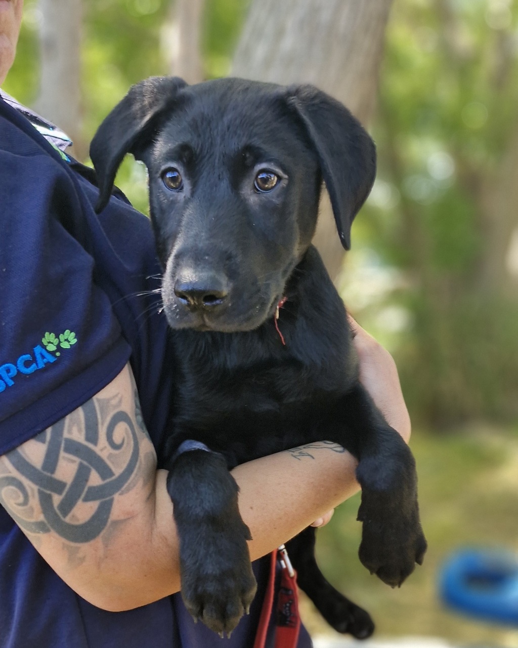 Lindsay - Large Male Labrador Mix Dog in ACT - PetRescue