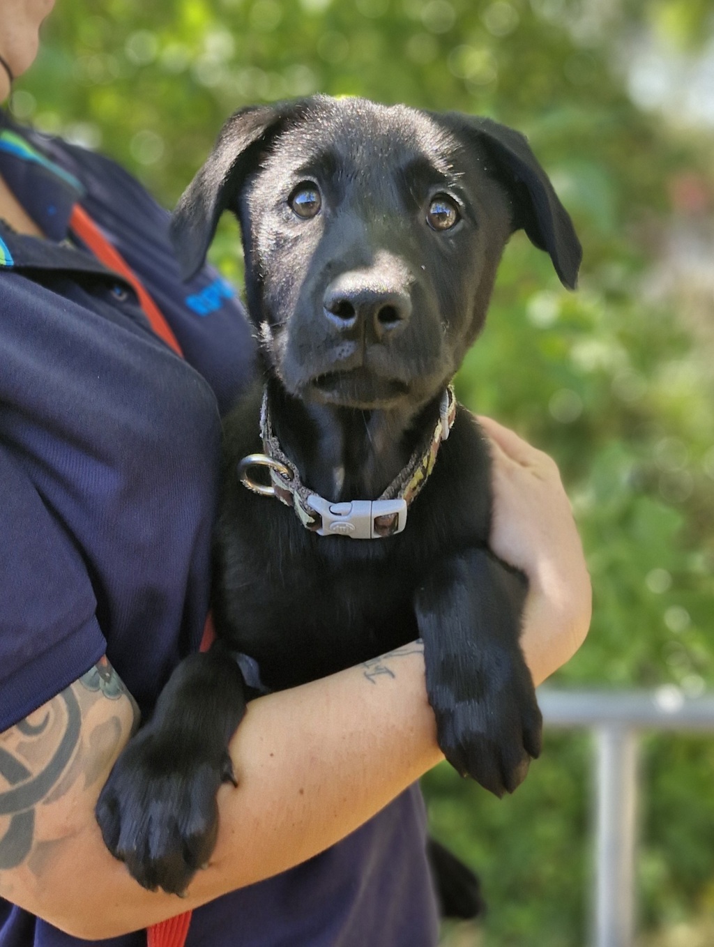 Patrick - Large Male Labrador Mix Dog in ACT - PetRescue
