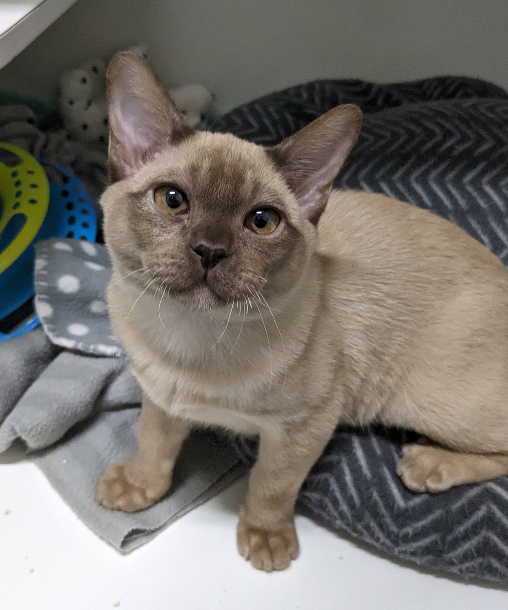 Mr Latrice Royale - Male Burmese Mix Cat in WA - PetRescue