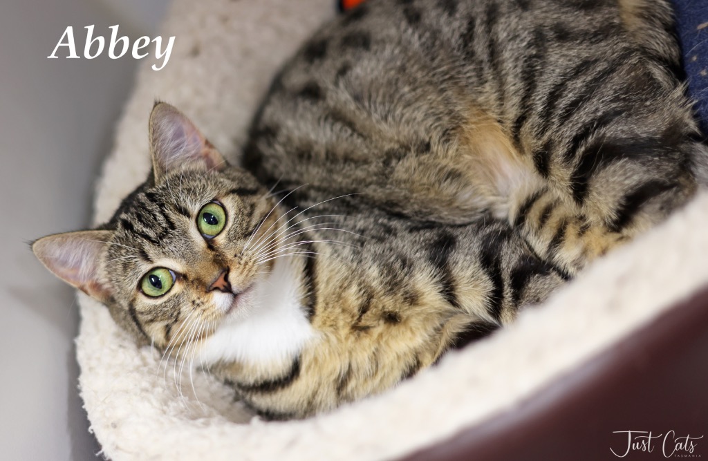 Abbey - Female Domestic Short Hair Cat in TAS - PetRescue