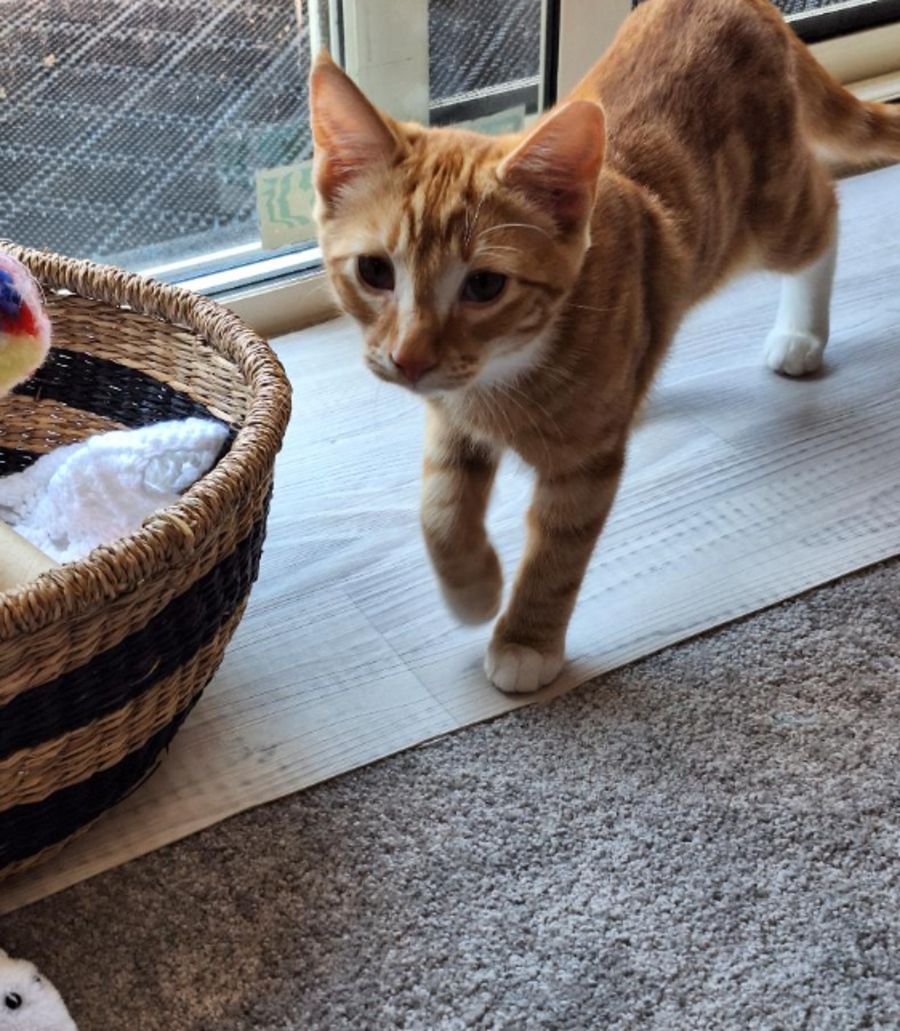 Lemmy - Male Domestic Short Hair Cat in VIC - PetRescue