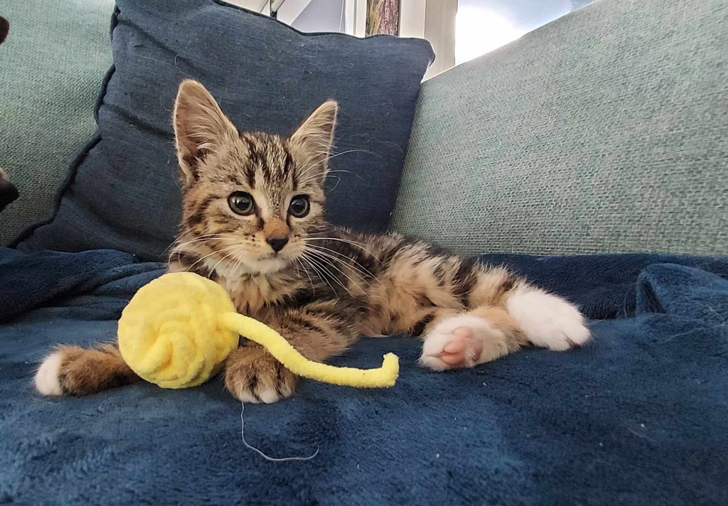 Loretta - Female Domestic Short Hair Cat in VIC - PetRescue