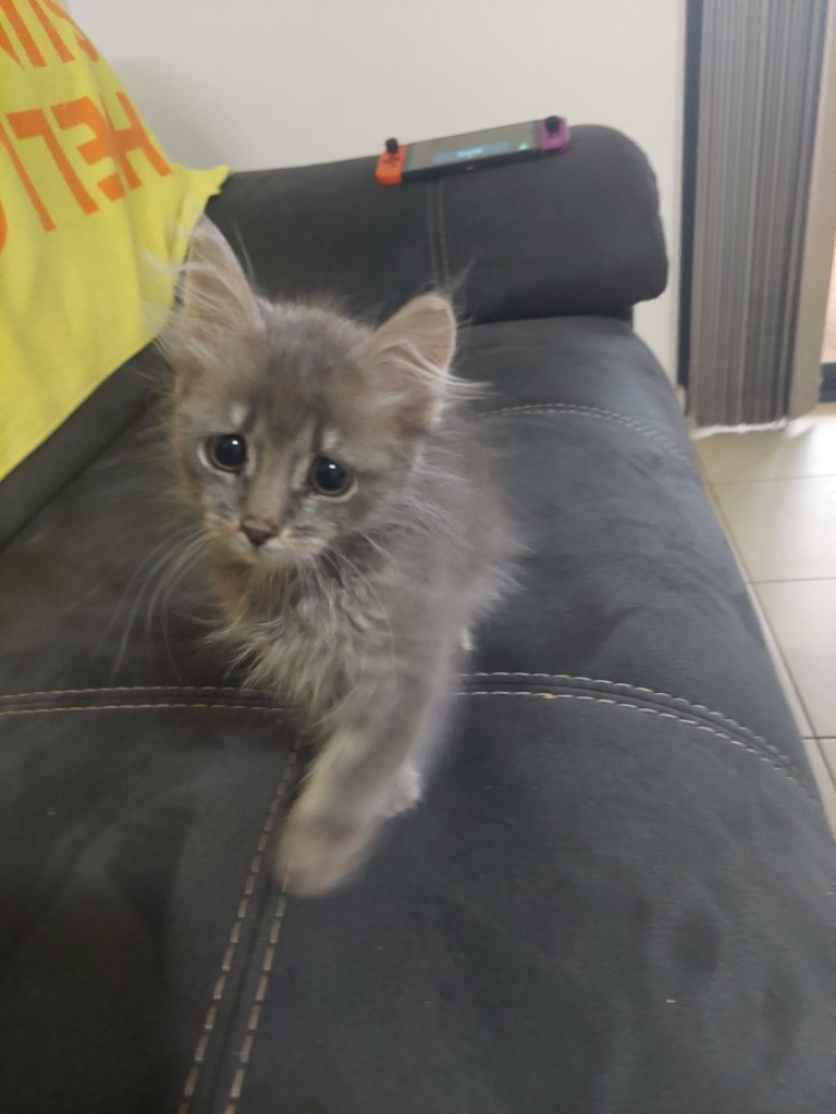 Latcha - Female Domestic Short Hair Cat in WA - PetRescue