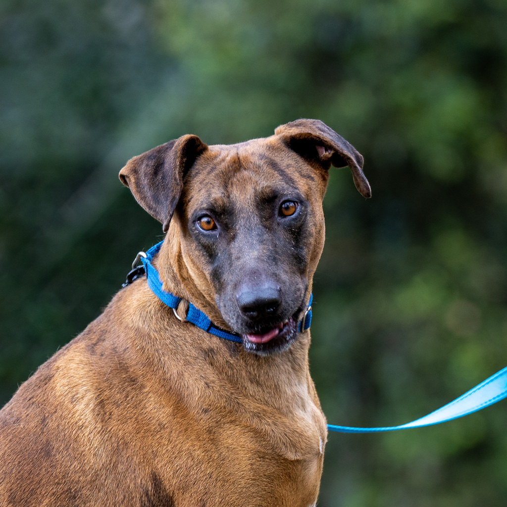 Holly - Large Female Great Dane x Crossbreed Mix Dog in NSW - PetRescue