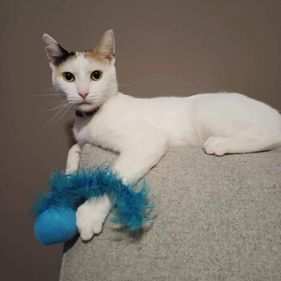 9857 - Gizmo - Female Domestic Short Hair Cat in WA - PetRescue