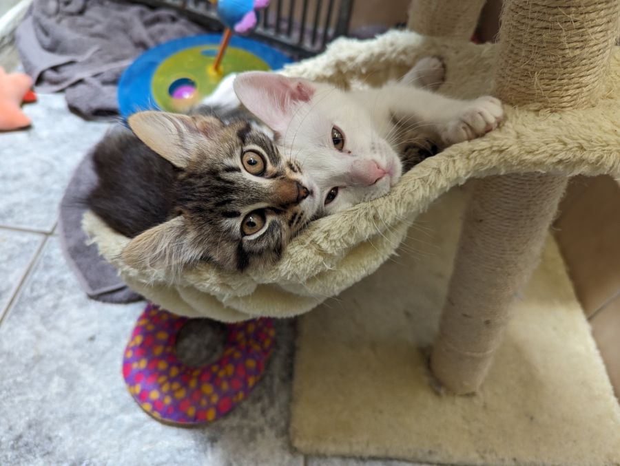 Frosty & Finlay - Male Domestic Short Hair Cat in WA - PetRescue