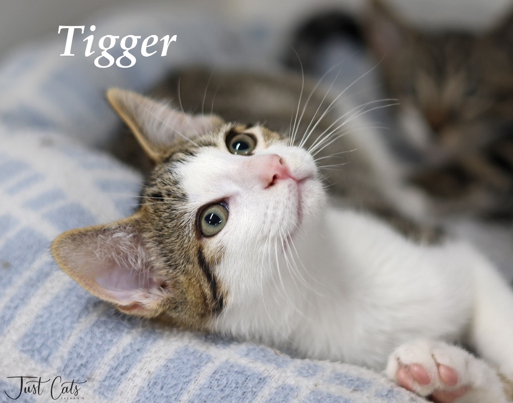Tigger - Male Domestic Short Hair Cat in TAS - PetRescue