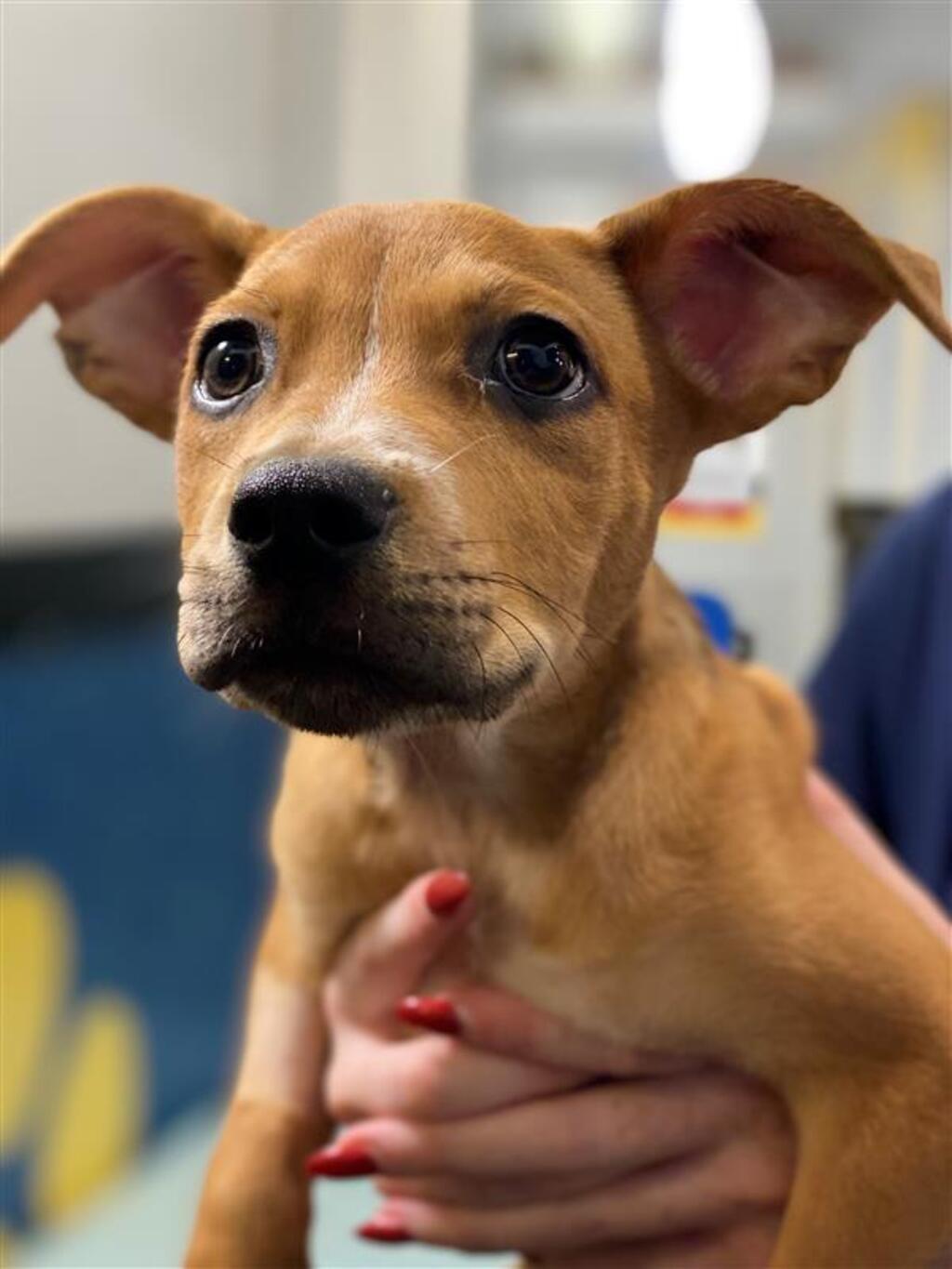 Daisy - Medium Female Rhodesian Ridgeback x American Staffordshire Bull ...