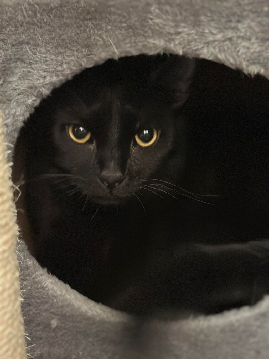 Heinrich - Male Domestic Short Hair Cat in ACT - PetRescue