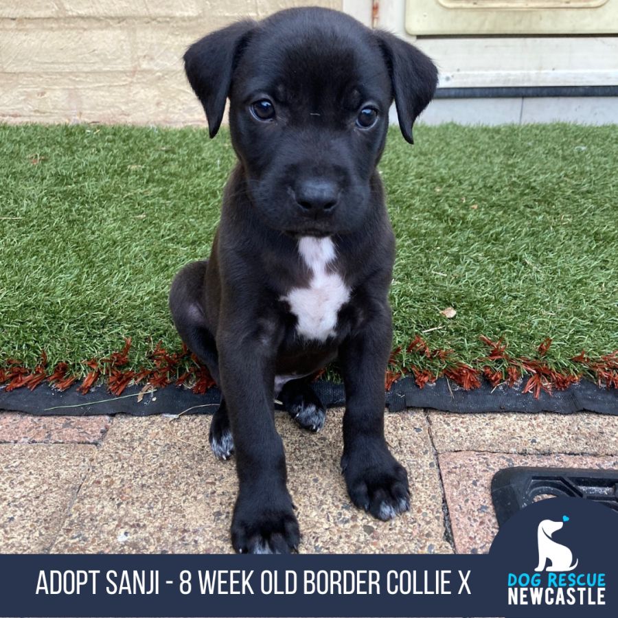 Sanji - 8 Week Old Border Collie X (Trial) - Medium Male Border Collie ...