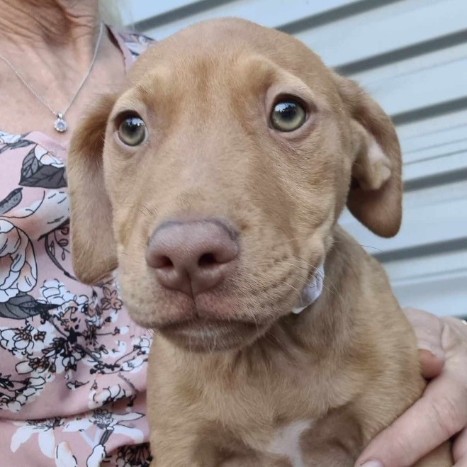 Noodle - Medium Female Rhodesian Ridgeback x Staffordshire Bull Terrier ...