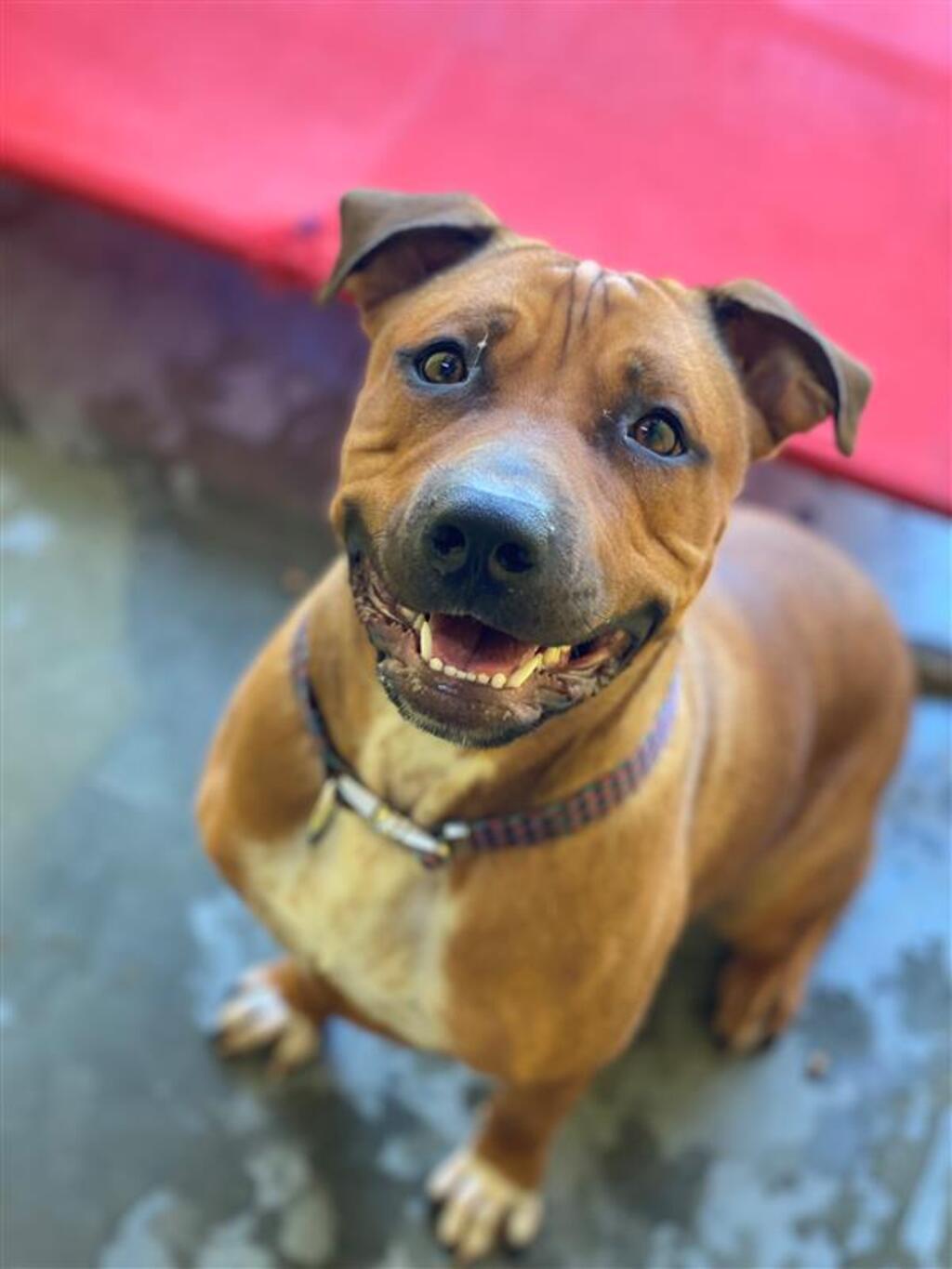 Pumpkin - Large Female Rhodesian Ridgeback x American Staffordshire ...