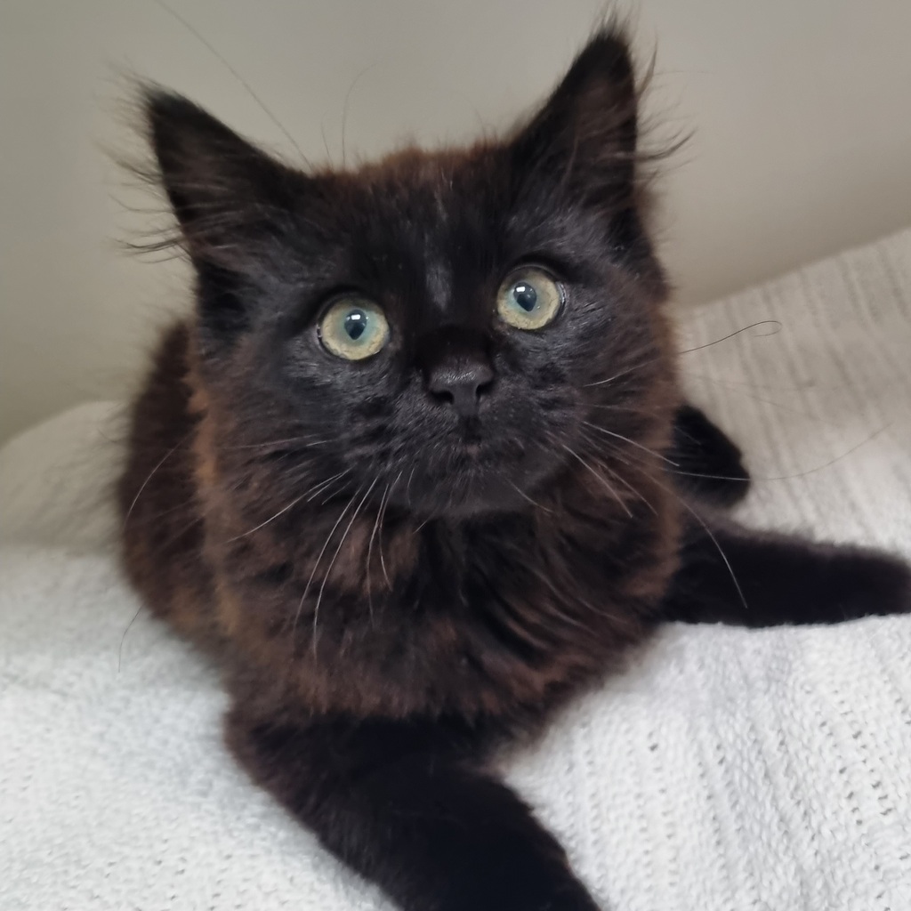 Midnight - Male Domestic Longhair Mix Cat in VIC - PetRescue