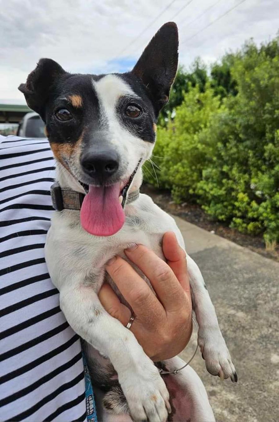 Heff - Small Male Miniature Fox Terrier Dog in VIC - PetRescue