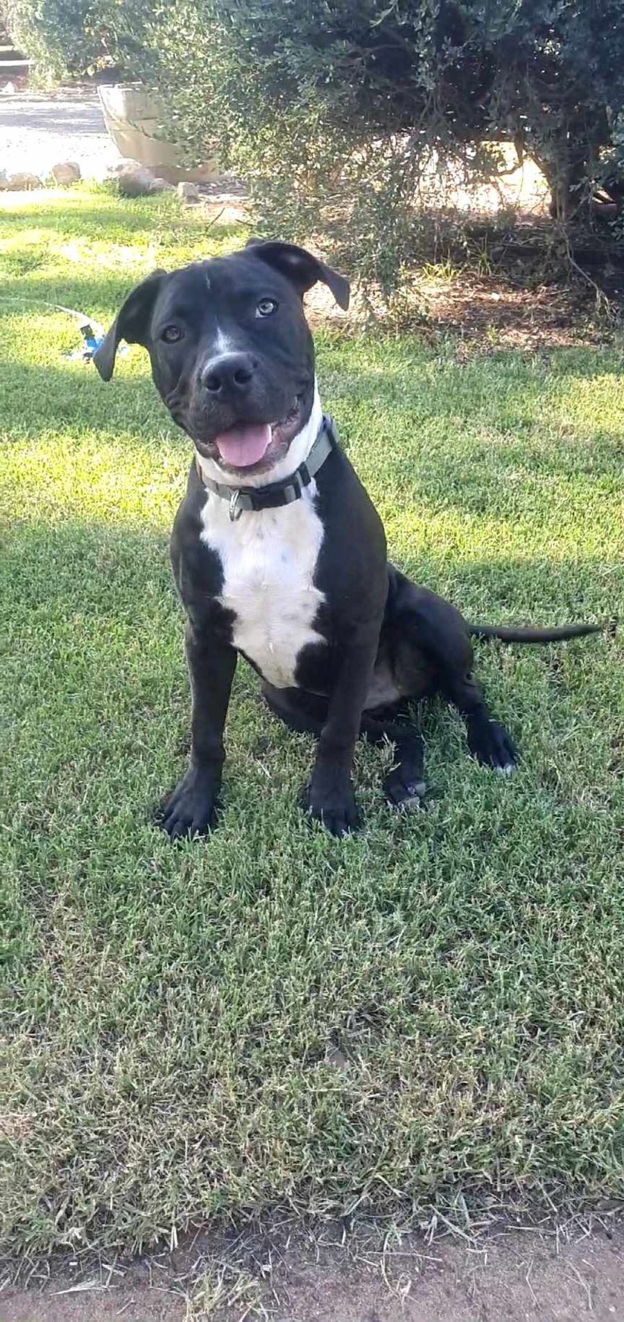 Steve - Medium Male American Staffordshire Bull Terrier Mix Dog in VIC ...