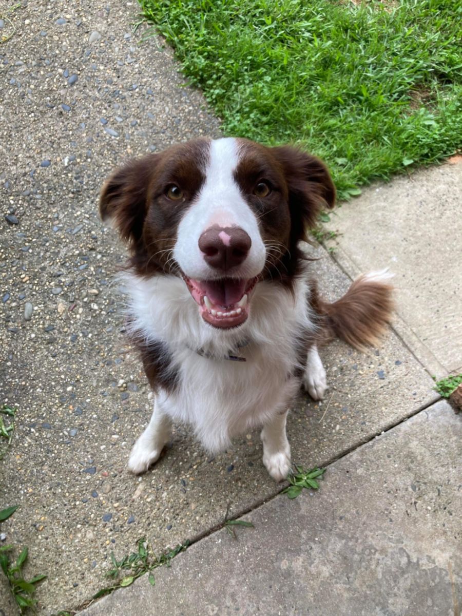 Lulu - Medium Female Border Collie Dog in NSW - PetRescue