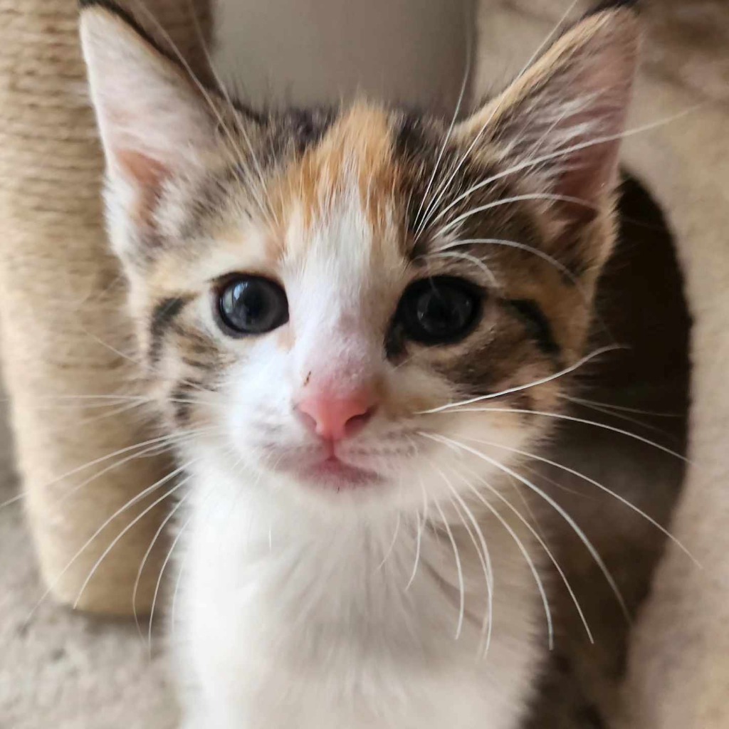 Skylar - Female Domestic Short Hair Cat in VIC - PetRescue