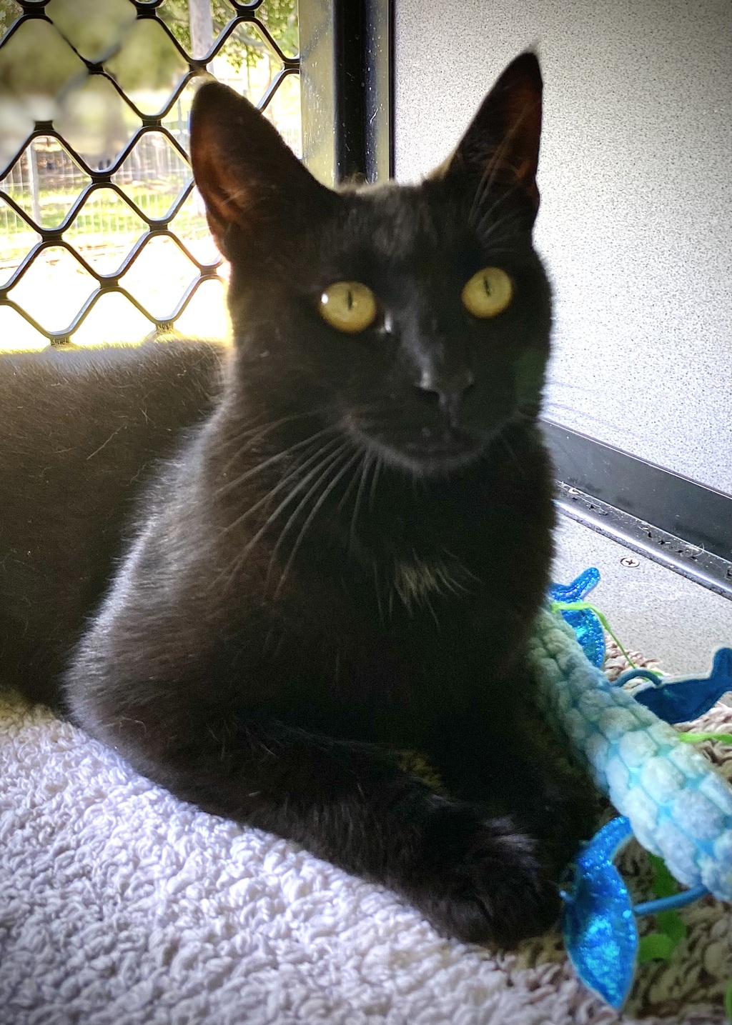 Dahlia - Female Bombay Mix Cat in QLD - PetRescue