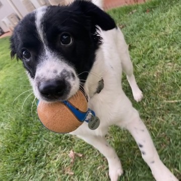 Jiro - Small Male Mixed Breed Dog in WA - PetRescue
