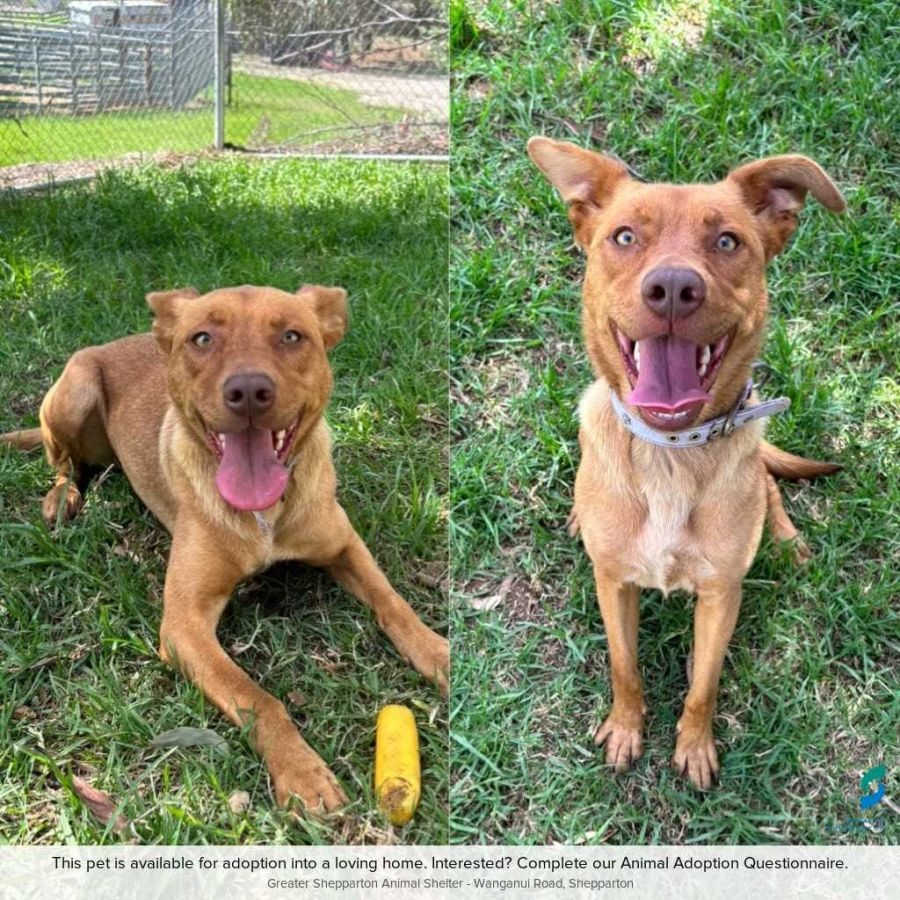 Winnie - Medium Female Kelpie Mix Dog in VIC - PetRescue