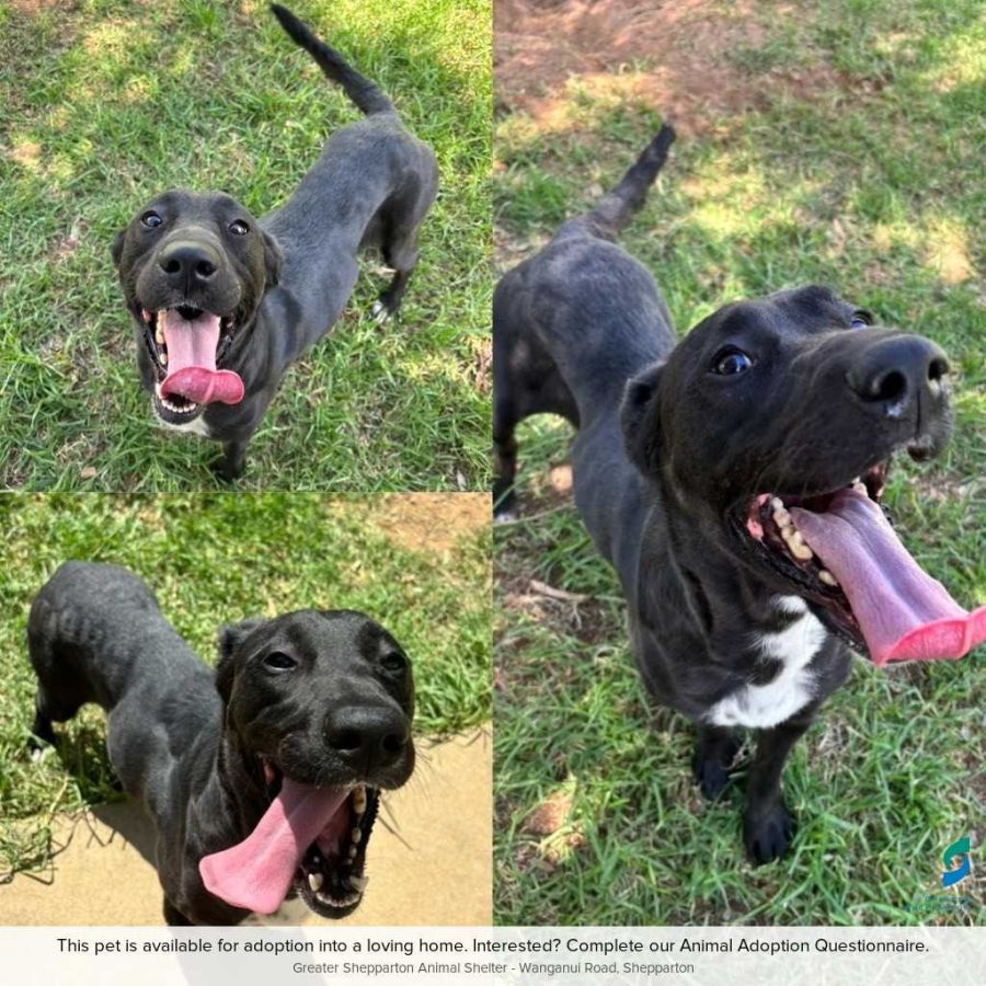 Athena - Medium Female German Shorthaired Pointer x Poodle Dog in VIC ...