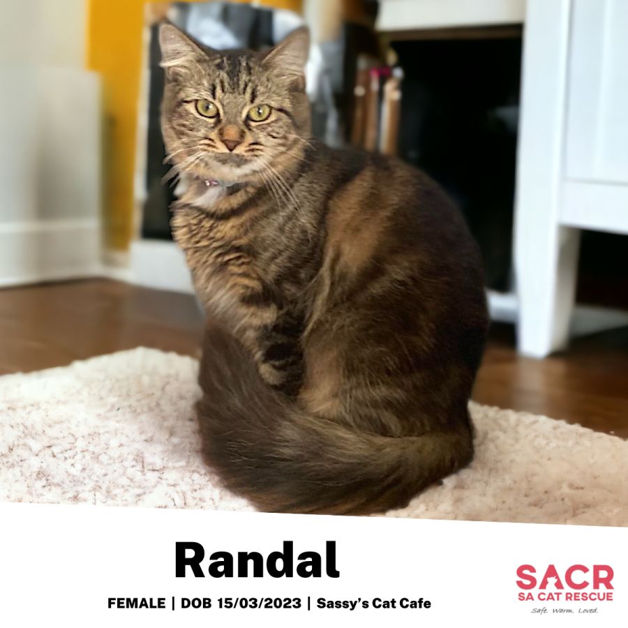 Randal - Female Domestic Medium Hair Cat in SA - PetRescue
