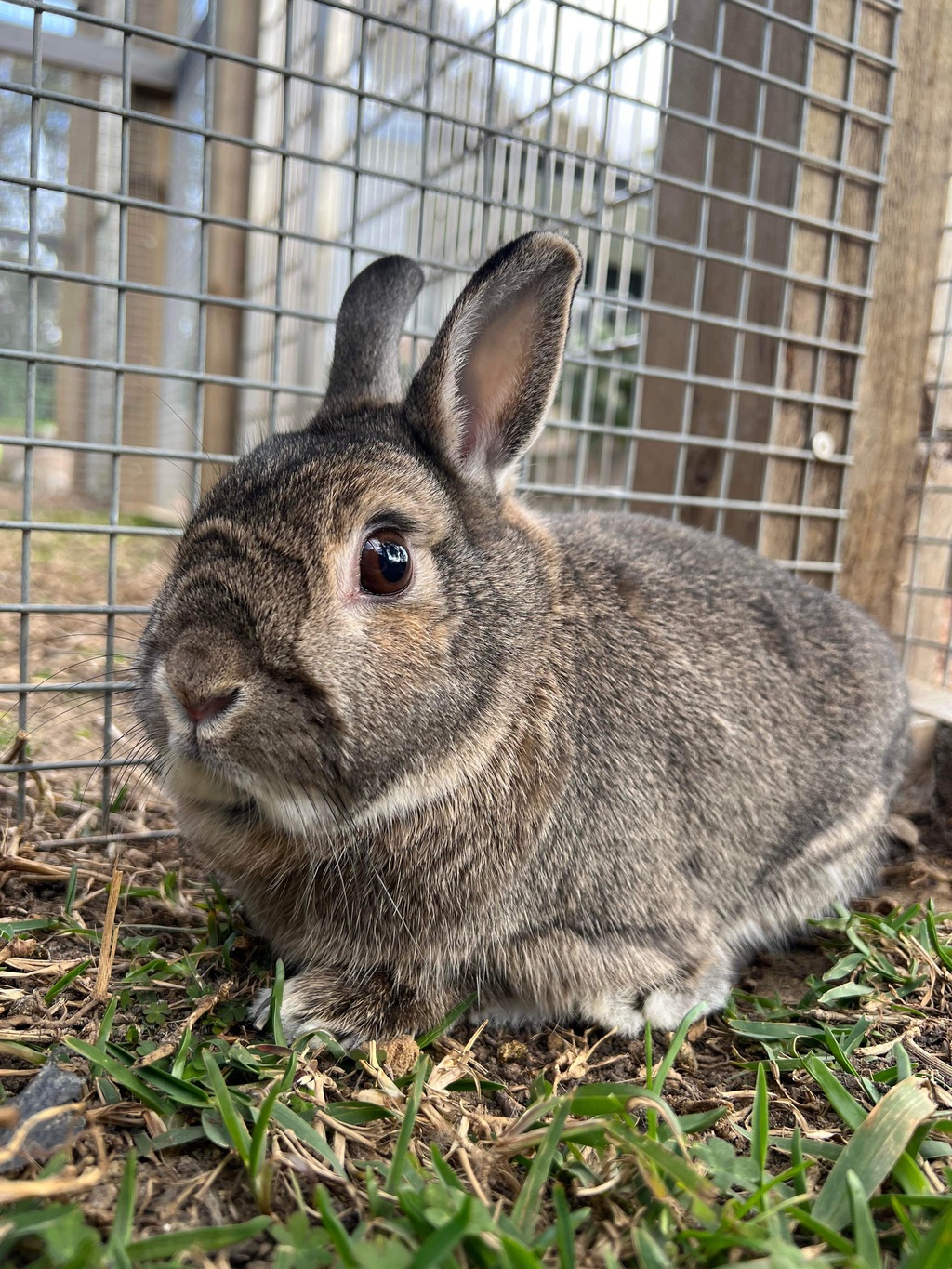 Jacobim - Male Netherland Dwarf Mix Rabbit in NSW - PetRescue