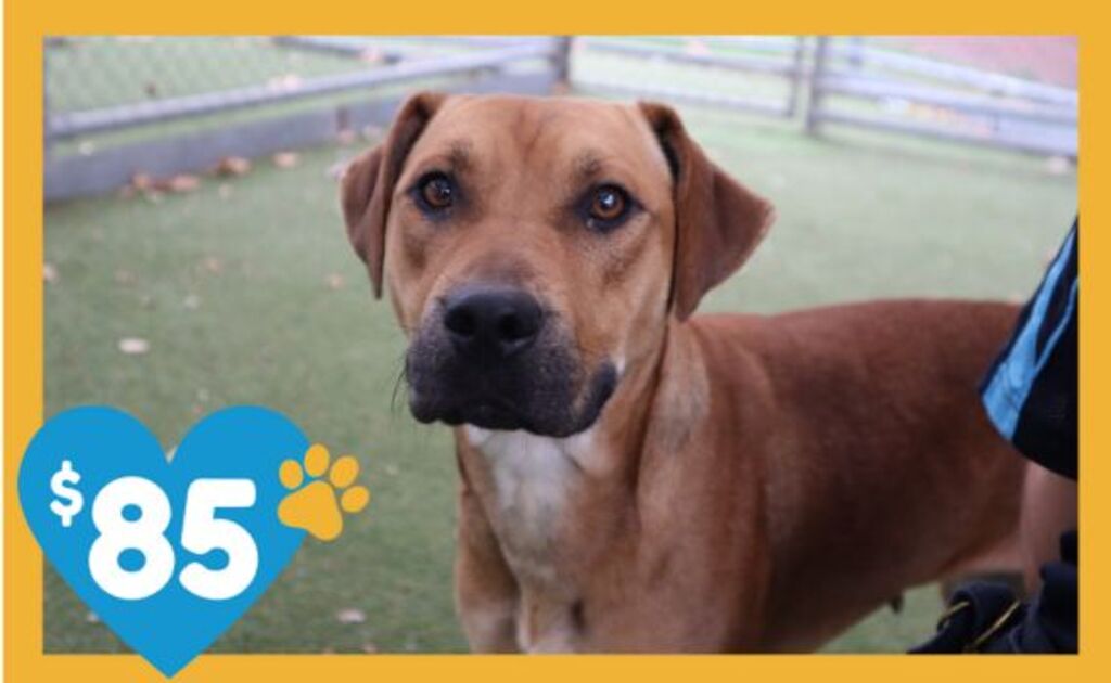 Sweet As Pie - Medium Female Rhodesian Ridgeback x Staffy Mix Dog in ...