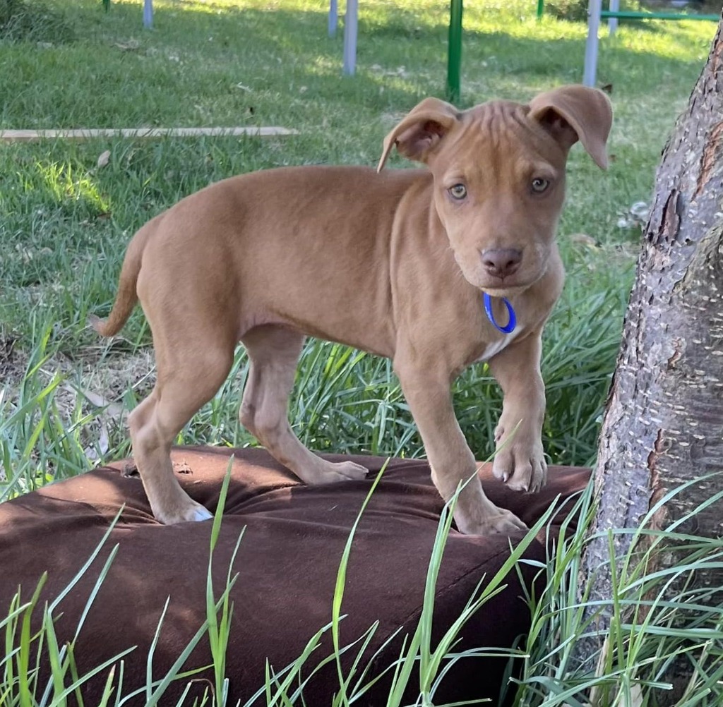 Hershey - Medium Female Rhodesian Ridgeback x Staffordshire Bull ...