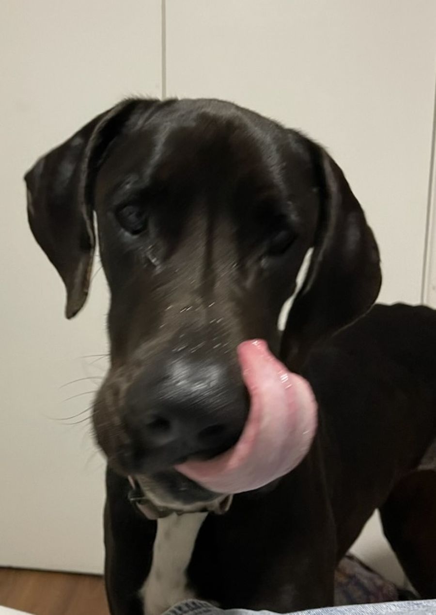 Delilah - Large Female Great Dane Dog in NSW - PetRescue