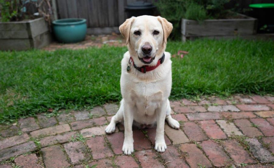 Bella Applegate - Medium Female Labrador Mix Dog in VIC - PetRescue